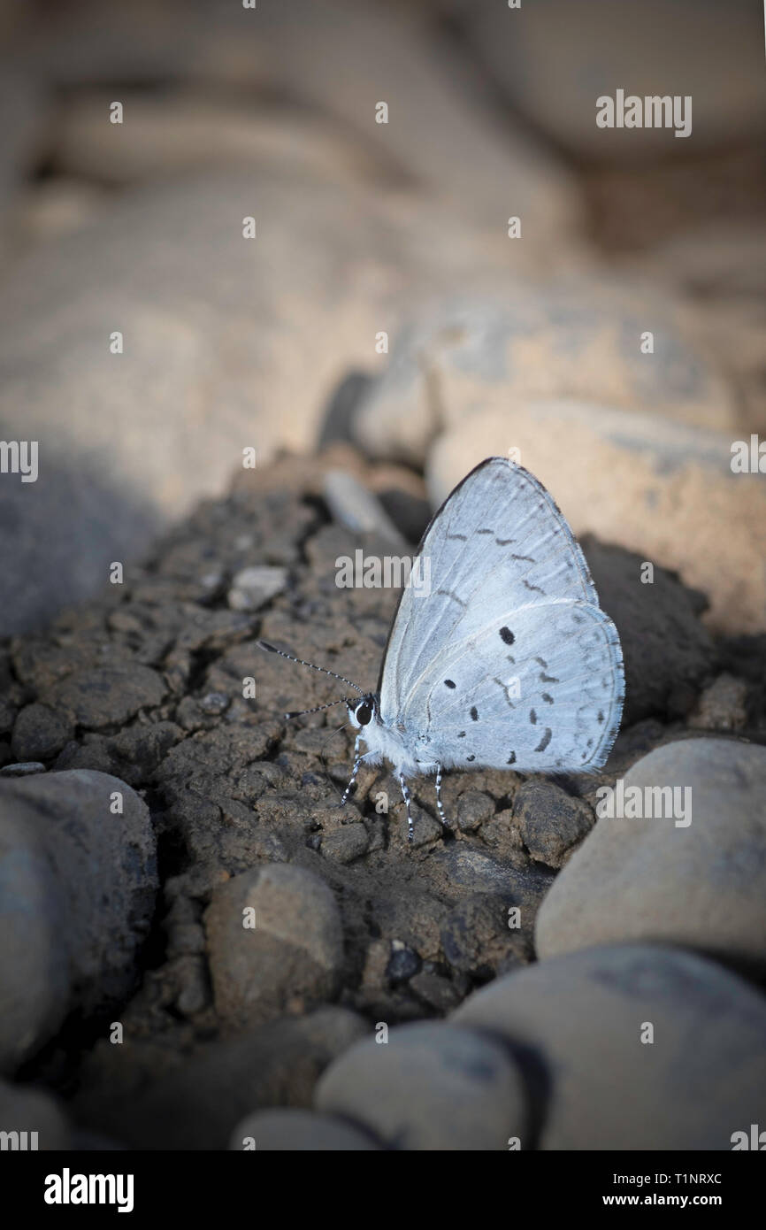 Blue black white butterfly forest hi-res stock photography and images ...