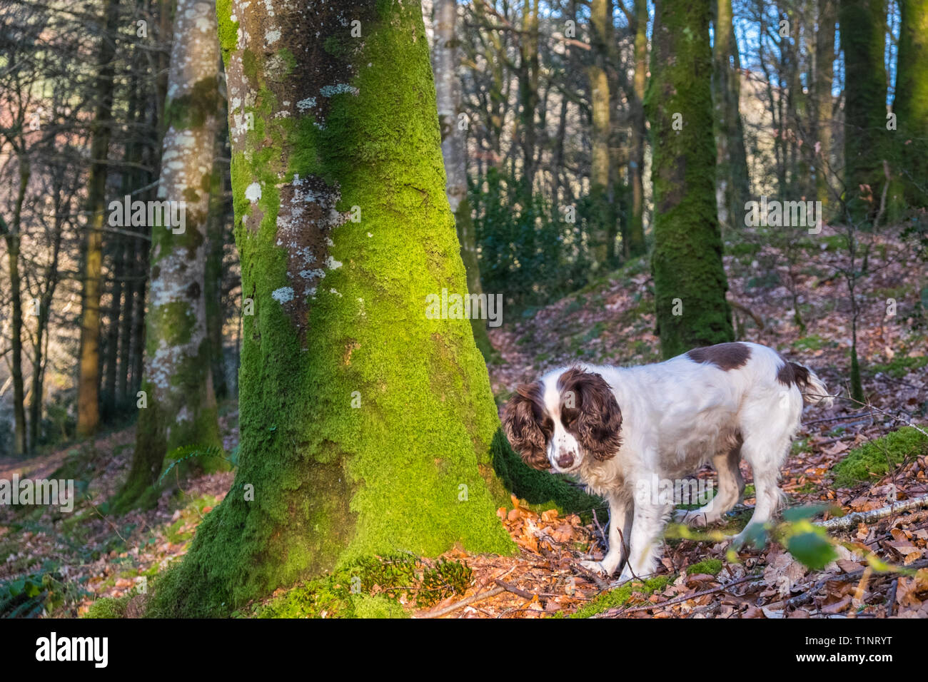 Female,Springer,spaniel,chewing,in,Einion Valley,Artist,Artists Valley ...