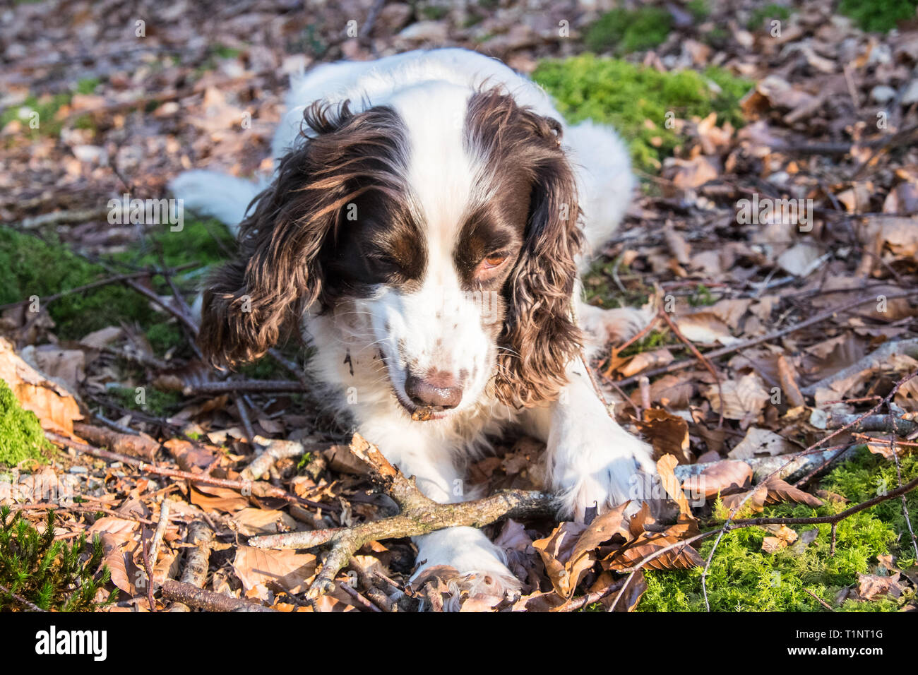 Female,Springer,spaniel,chewing,in,Einion Valley,Artist,Artists Valley ...