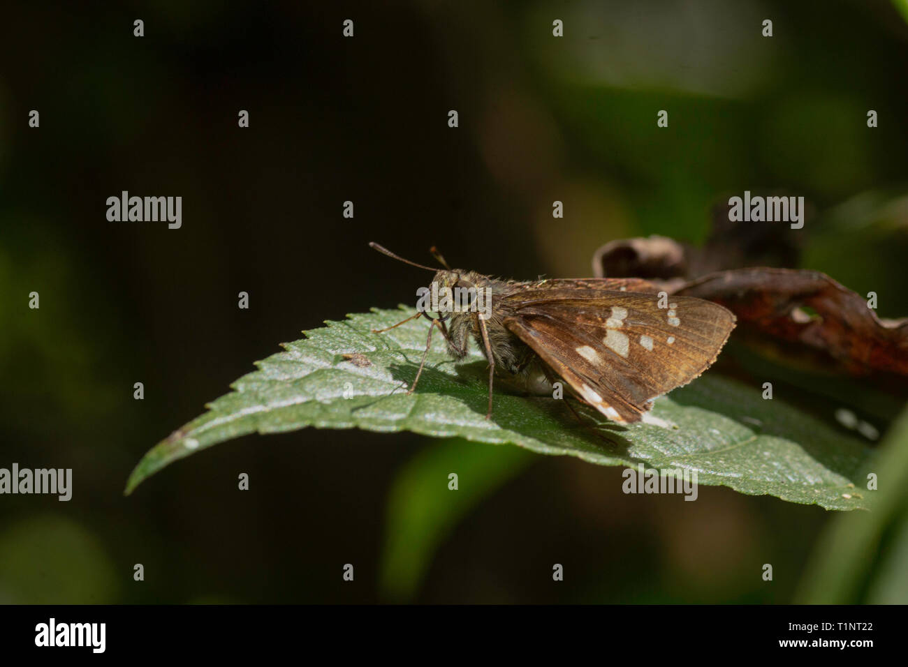 Yellow Spot Swift, Polytremis eltola eltola, Satakha, Nagaland, India ...