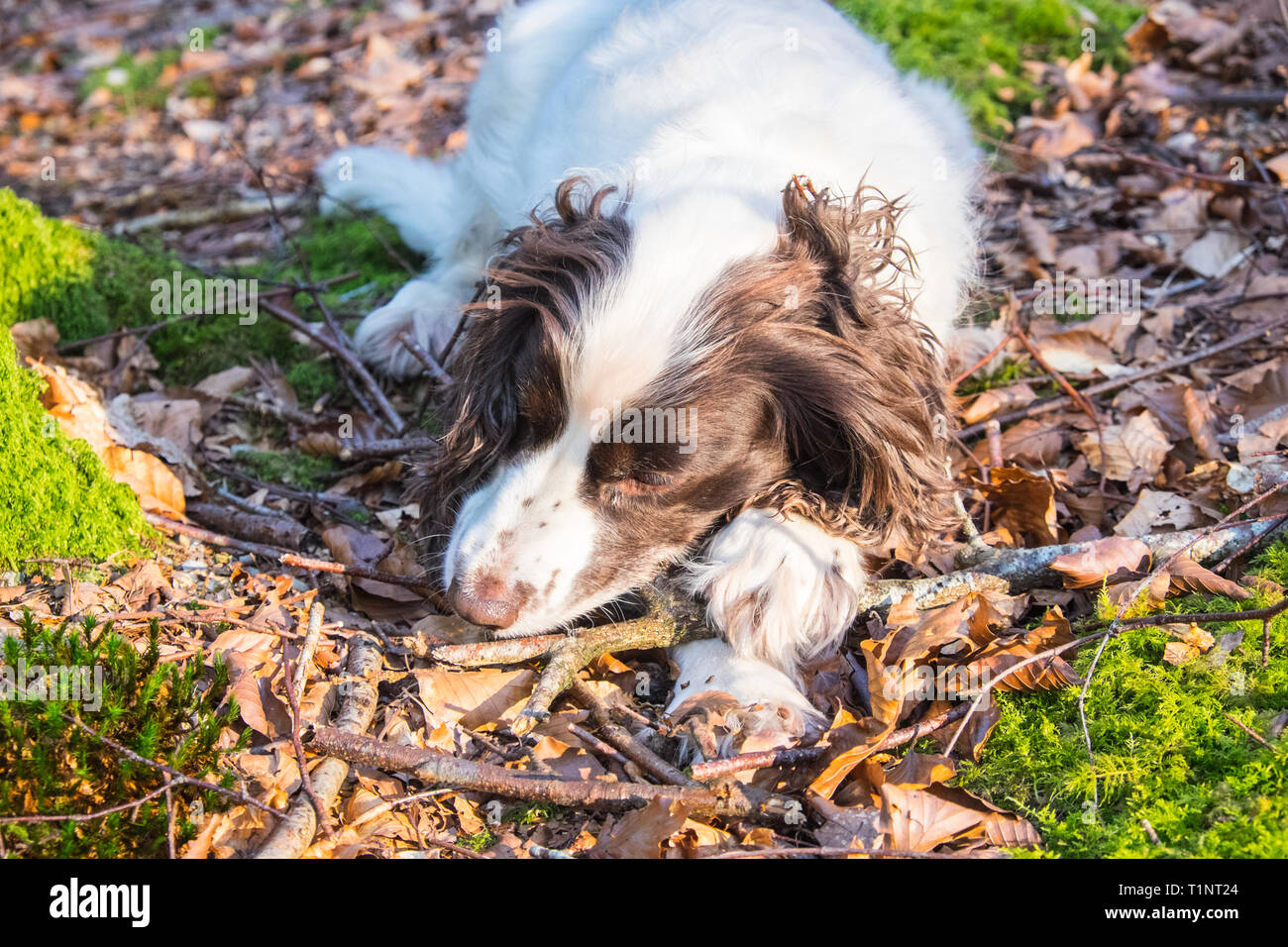 Female,Springer,spaniel,chewing,in,Einion Valley,Artist,Artists Valley ...