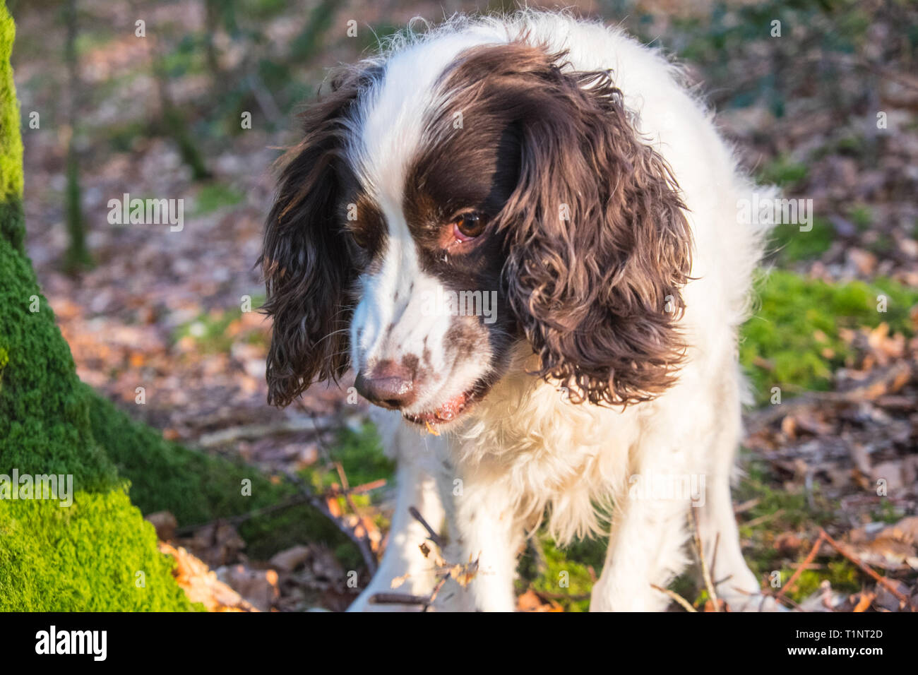 Female,Springer,spaniel,chewing,in,Einion Valley,Artist,Artists Valley ...