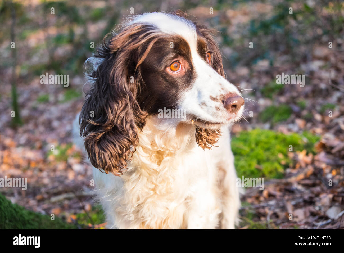 Female,Springer,spaniel,chewing,in,Einion Valley,Artist,Artists Valley ...