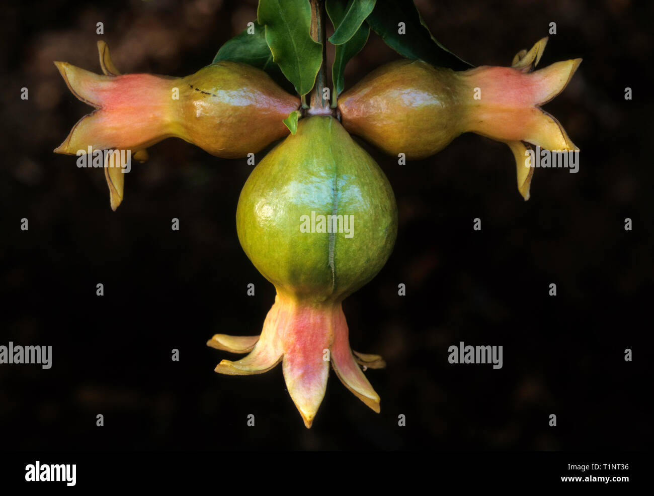 Puncia granatum hi-res stock photography and images - Alamy