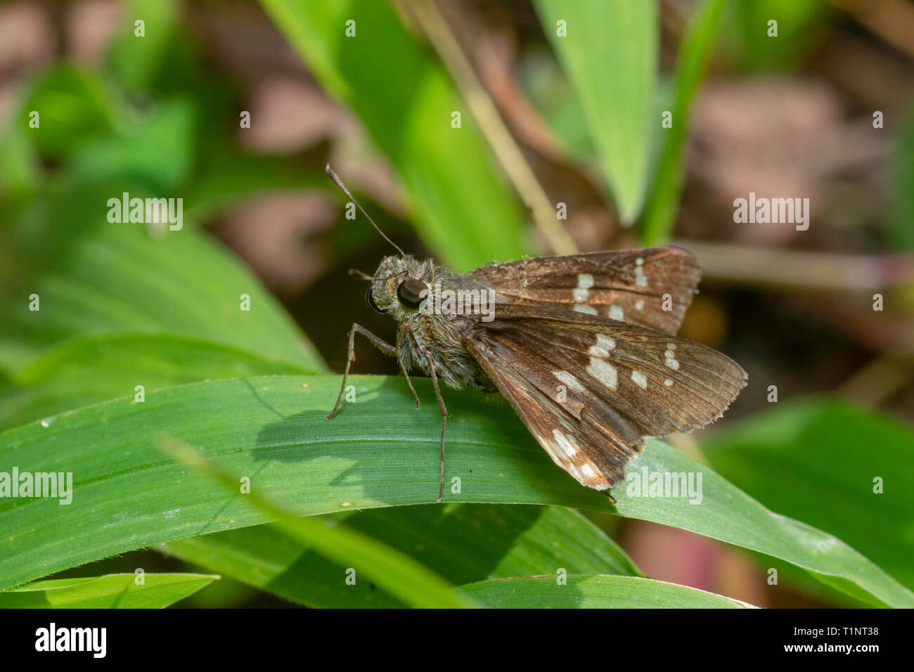 Yellow spot fauna hi-res stock photography and images - Alamy