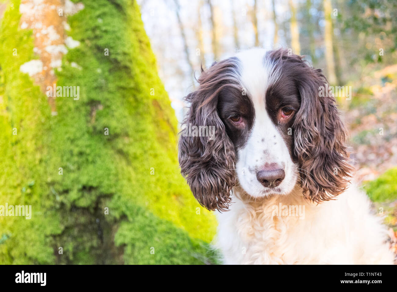 Female,Springer,spaniel,chewing,in,Einion Valley,Artist,Artists Valley ...