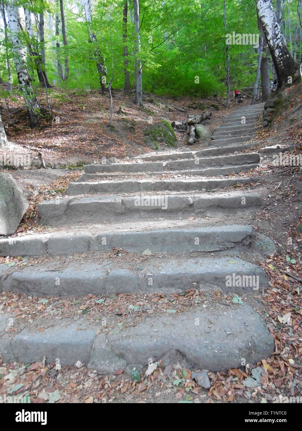 Stone steps leading to a park trail Stock Photo - Alamy