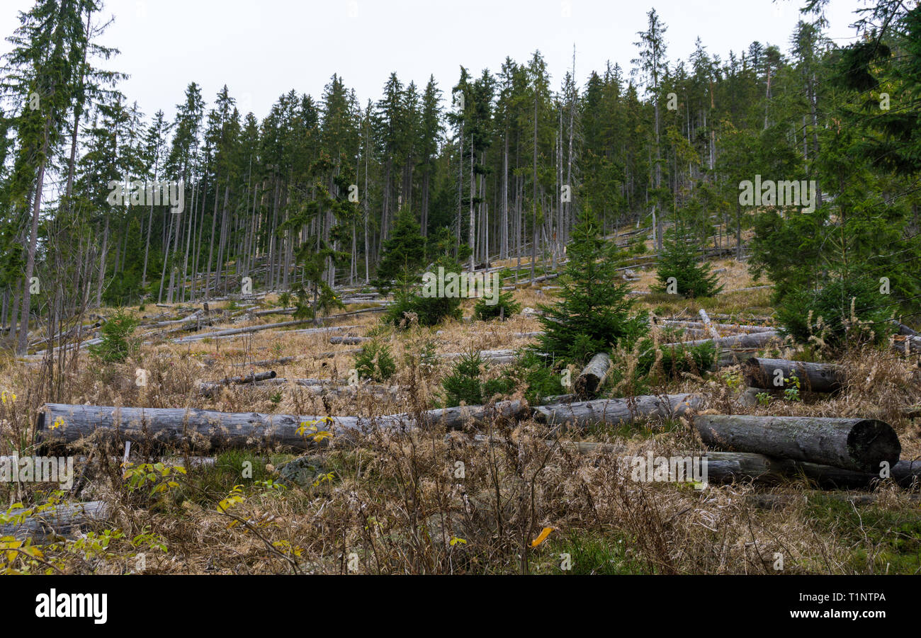 Logging aftermath hi-res stock photography and images - Alamy