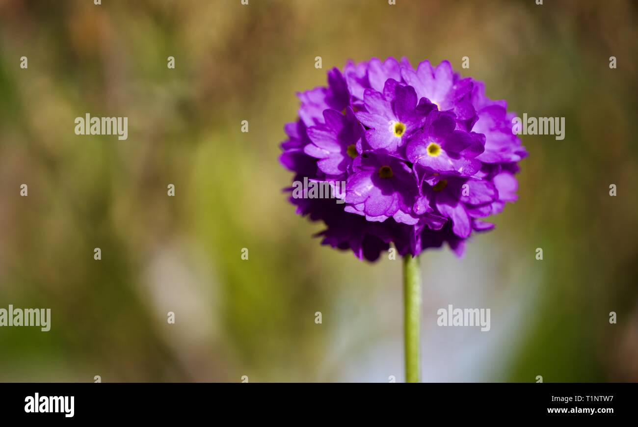 Primula denticulata Lilac Stock Photo - Alamy