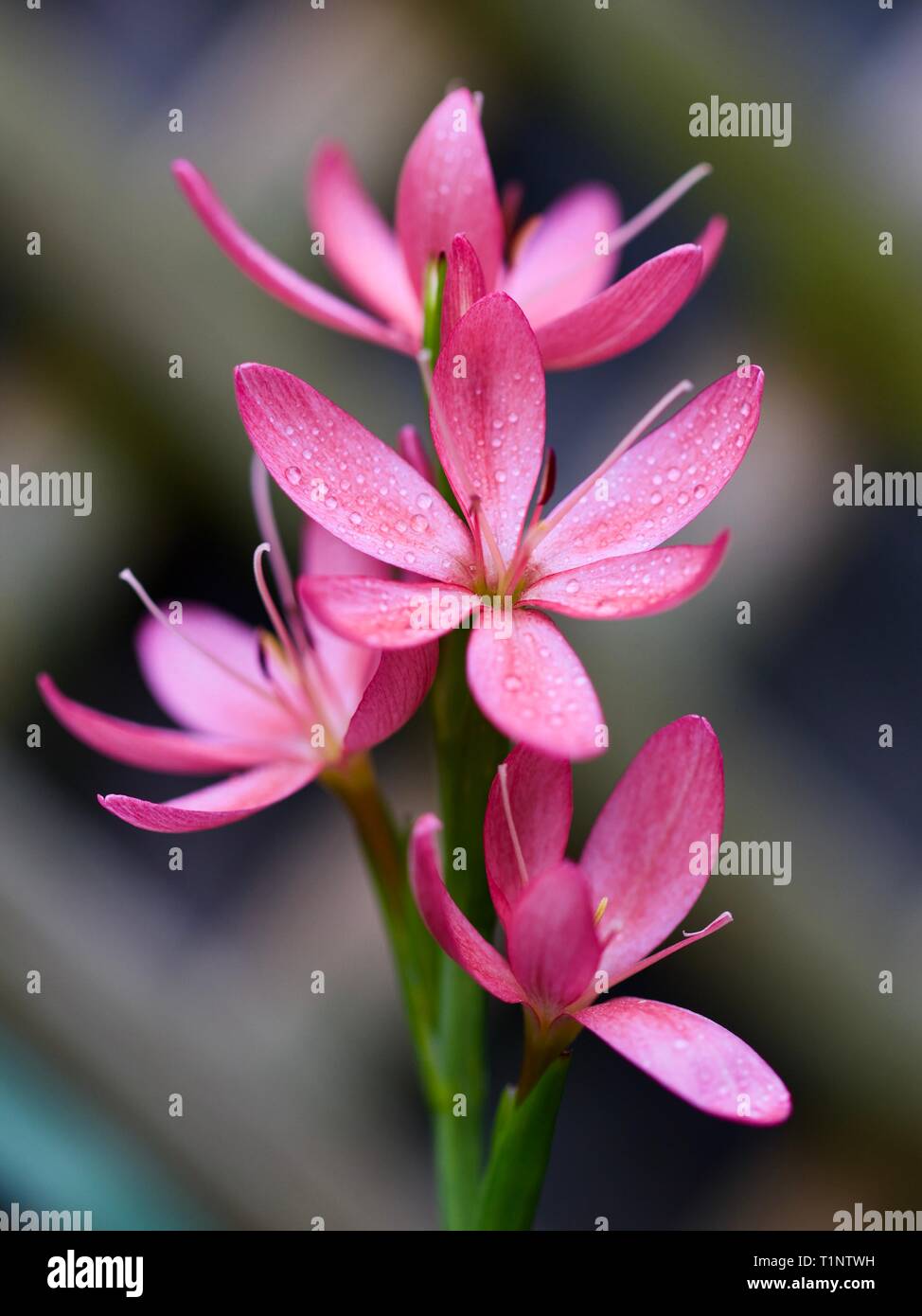 Hesperantha coccinea 'Sunrise' Stock Photo - Alamy
