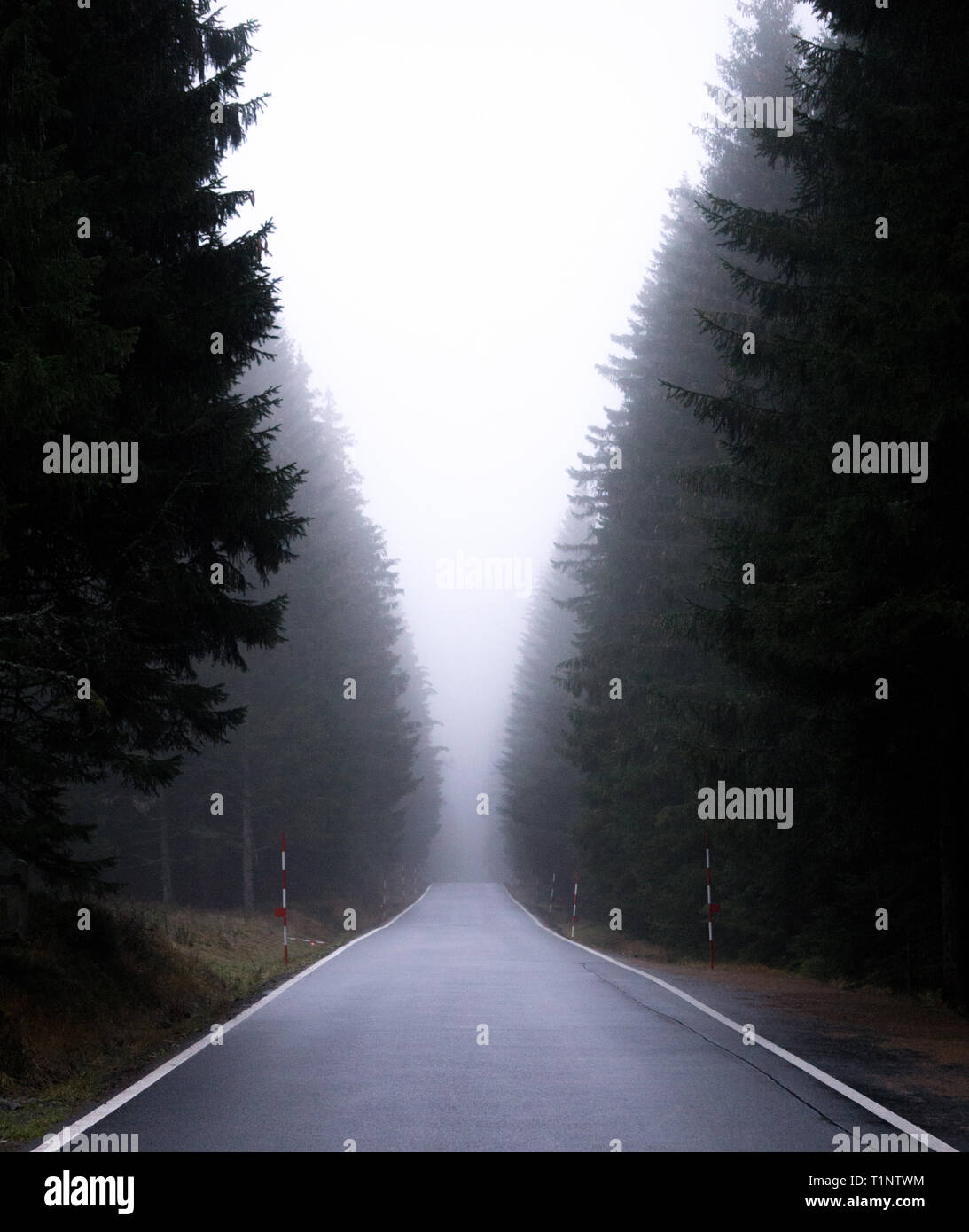 Road fading into the morning fog Stock Photo - Alamy