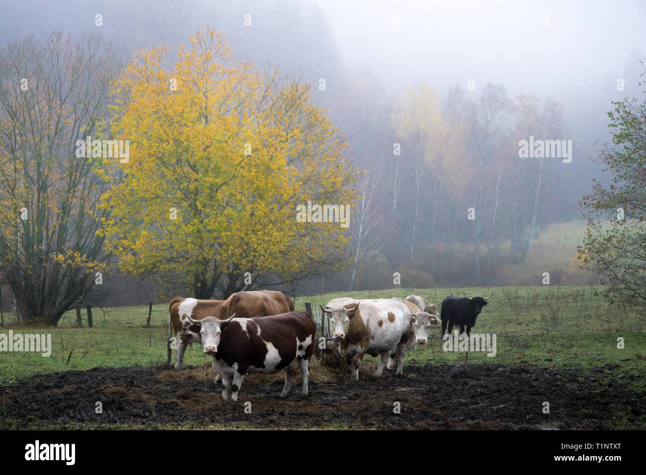 Mist cows field autumn pasture field hi-res stock photography and ...