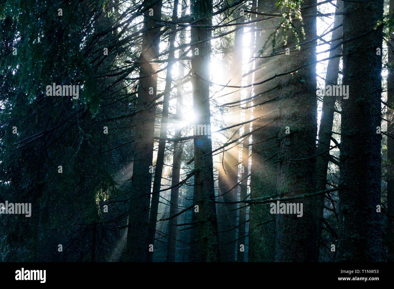 Golden rays of sunshine hi-res stock photography and images - Alamy