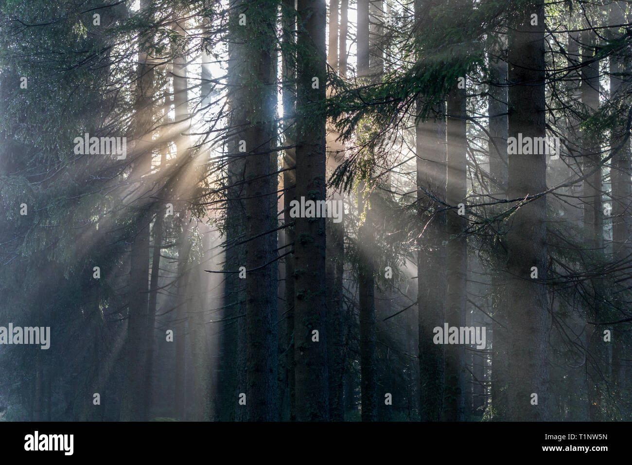 The morning sun illuminates the forest after a cold, rainy night Stock ...