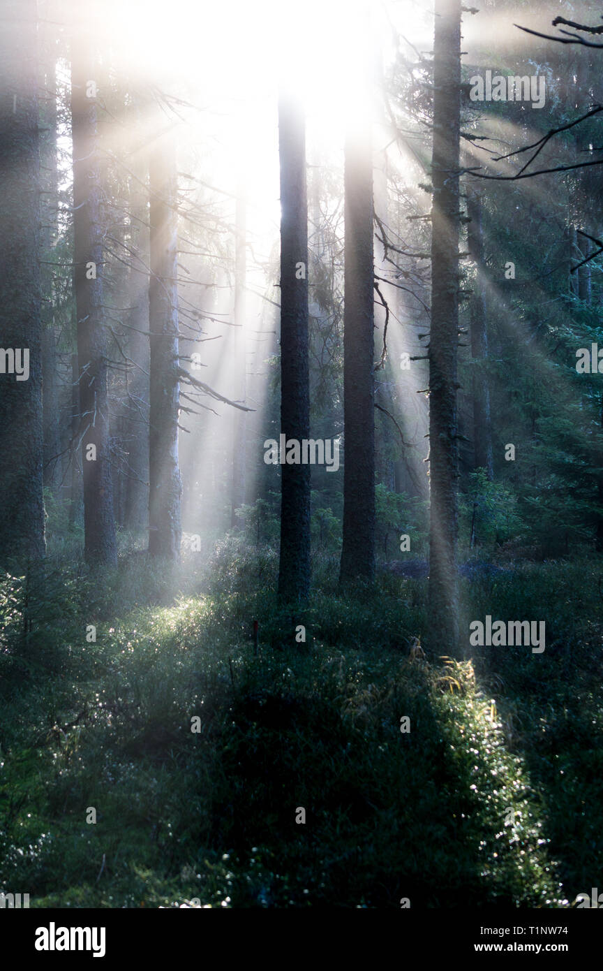 Intense rays of light penetrate a dark forest at dawn Stock Photo - Alamy