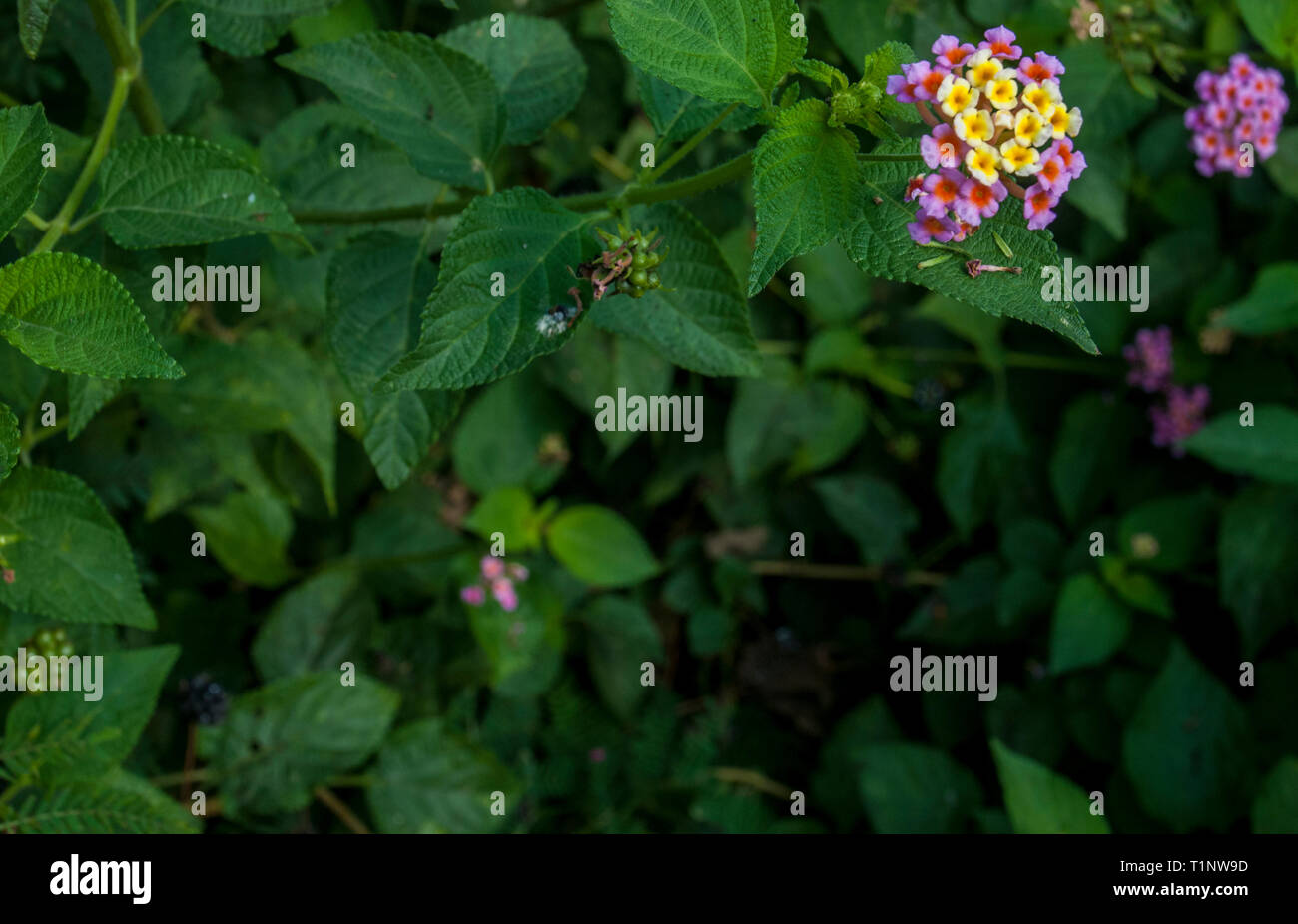 Pink and yellow lantana camara flowers in the summer garden Stock Photo ...