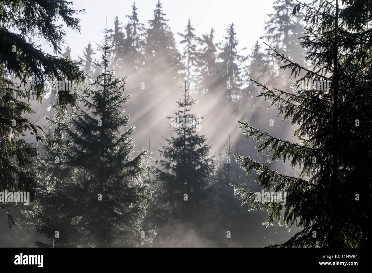 Early rays hi-res stock photography and images - Alamy