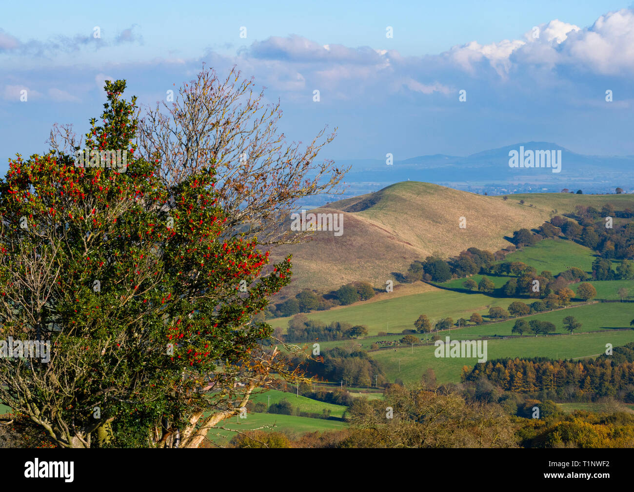 Holly trees shropshire hi-res stock photography and images - Alamy