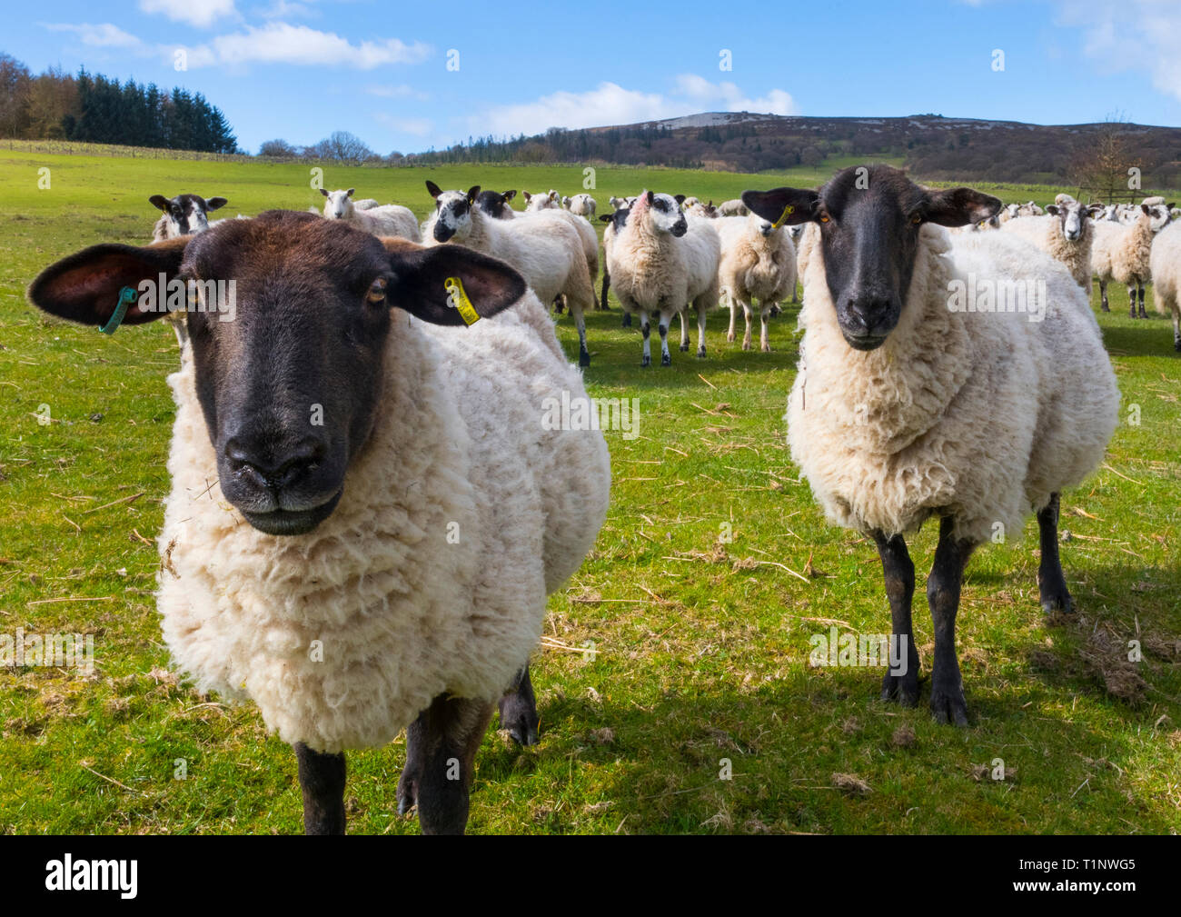 Sheep in a field beneath the Stiperstones, Shropshire, UK Stock Photo ...