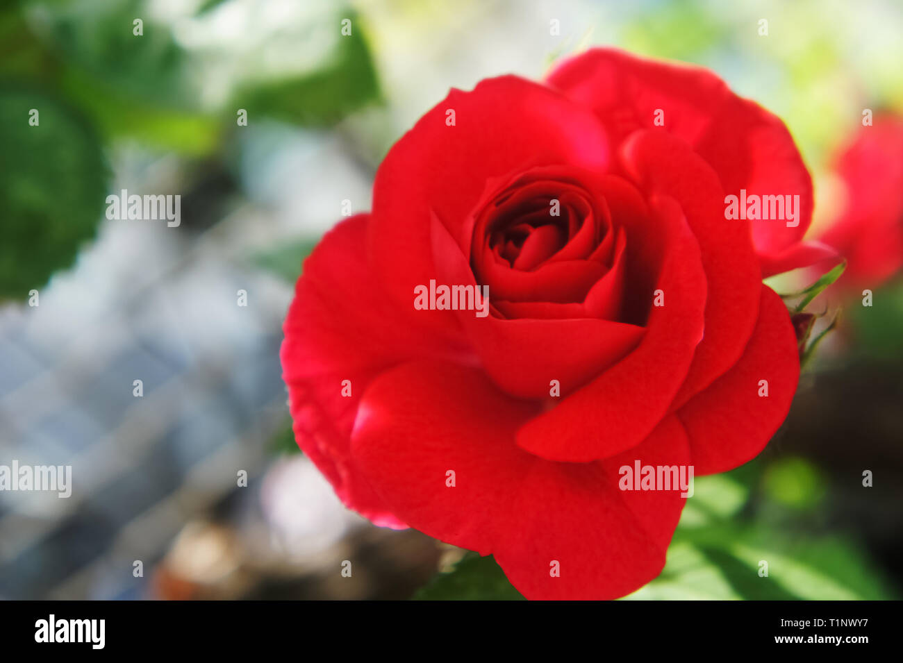 Roses on a bush. red roses in the garden. Beautiful blooming red rose ...