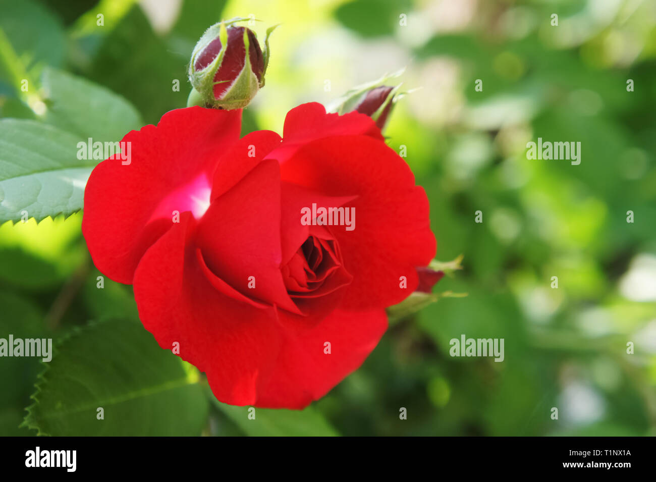 Roses on a bush. red roses in the garden. Beautiful blooming red rose ...
