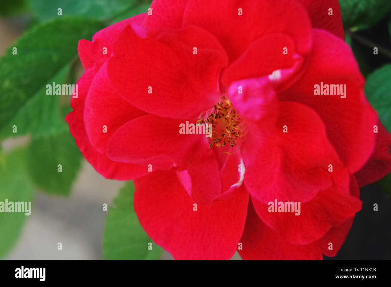 Beautiful blooming red rose flowers in the garden hi-res stock ...
