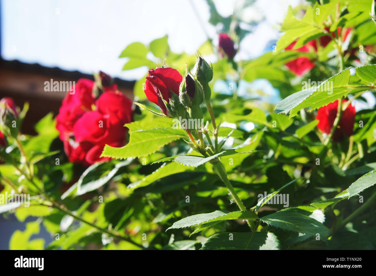 Beautiful blooming red rose flowers in the garden hi-res stock ...