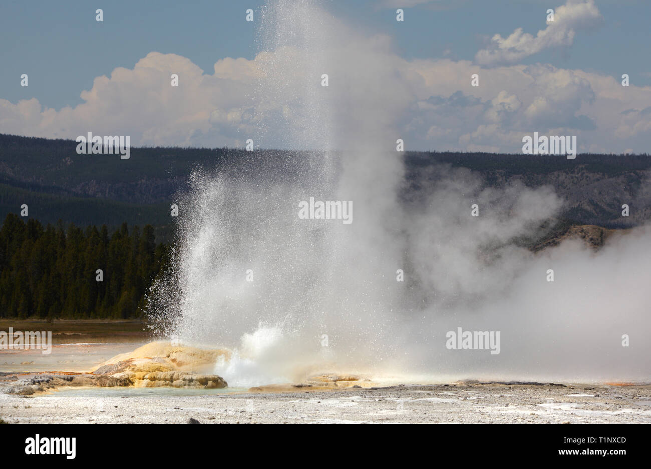 Erupting Geyser, Yellowstone National park, America Stock Photo - Alamy