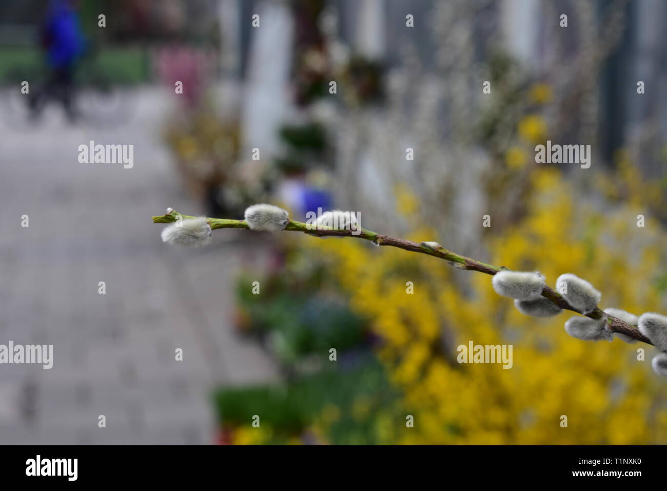Easter plant on the Viktualienmarkt in munich Stock Photo - Alamy