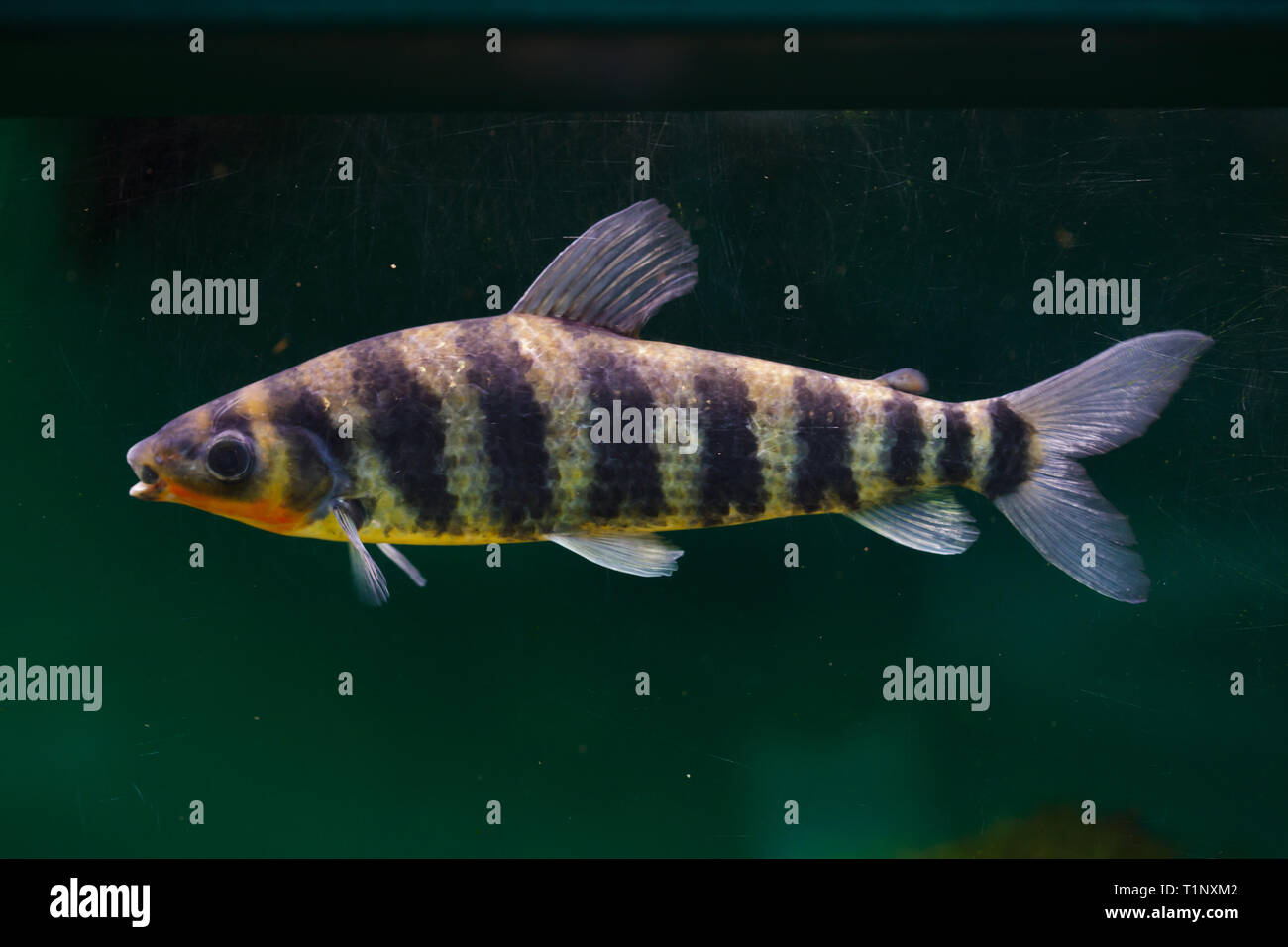 Banded leporinus (Leporinus fasciatus), also known as the black-banded ...