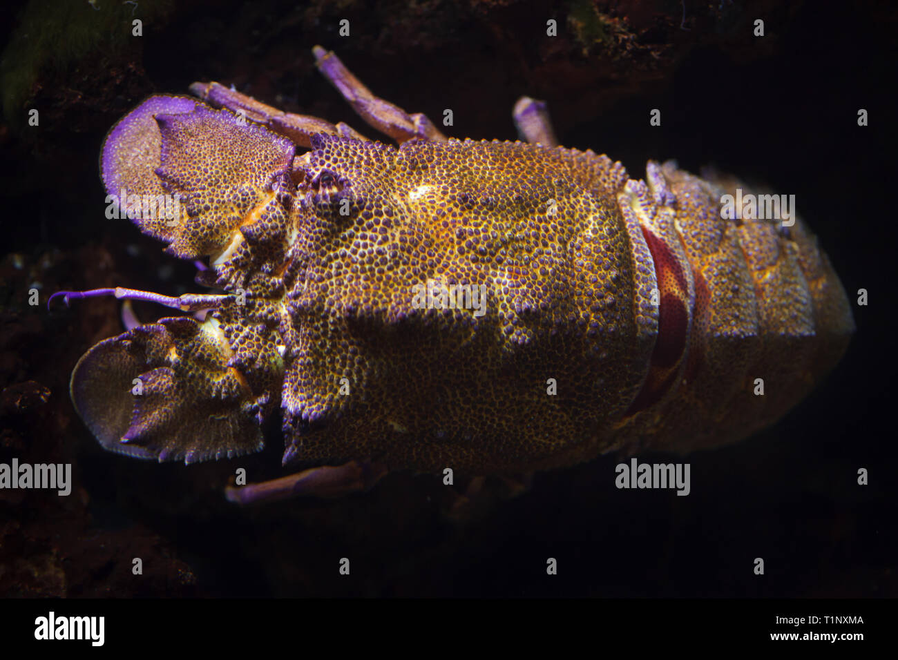 Mediterranean slipper lobster (Scyllarides latus), also known as the ...