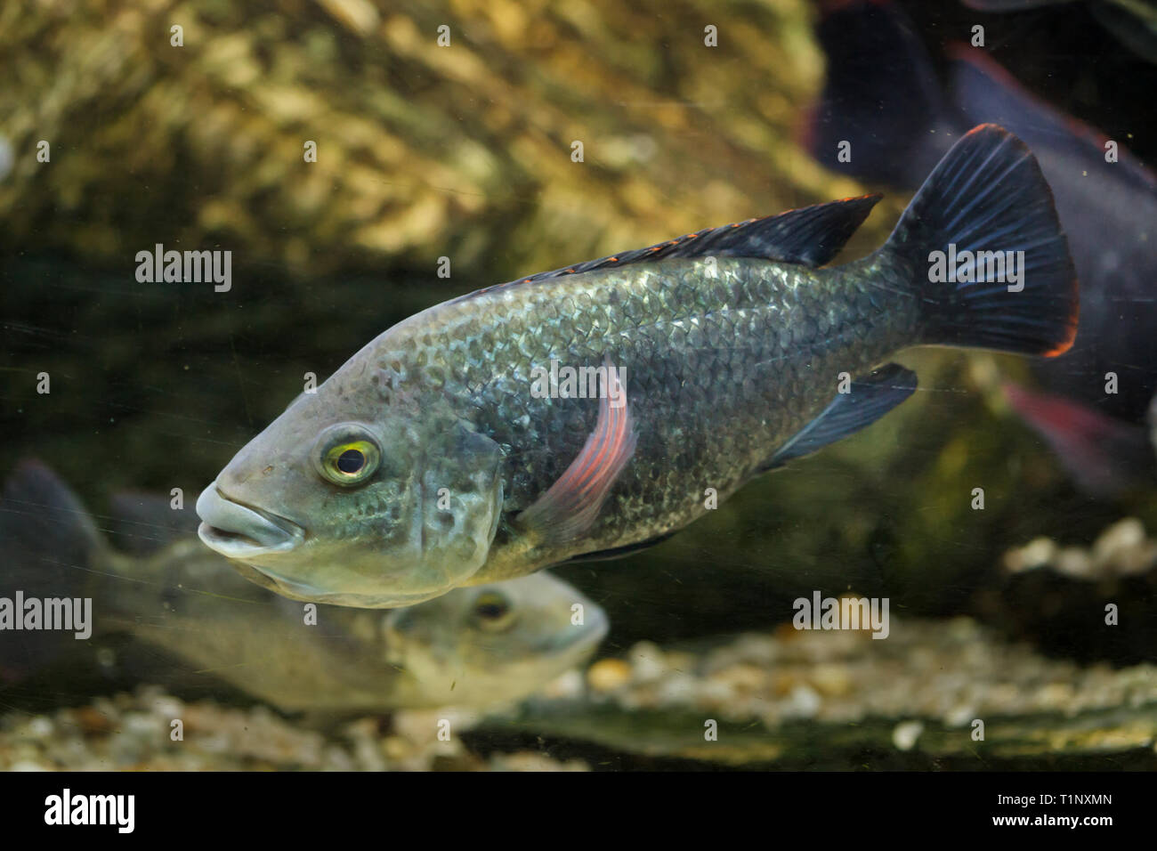 Angolan tilapia (Oreochromis angolensis). Freshwater fish Stock Photo ...