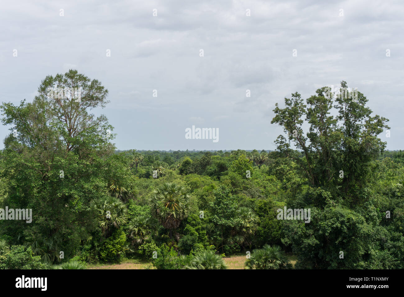 Wide expanse of jungle in southeast Asia Stock Photo - Alamy