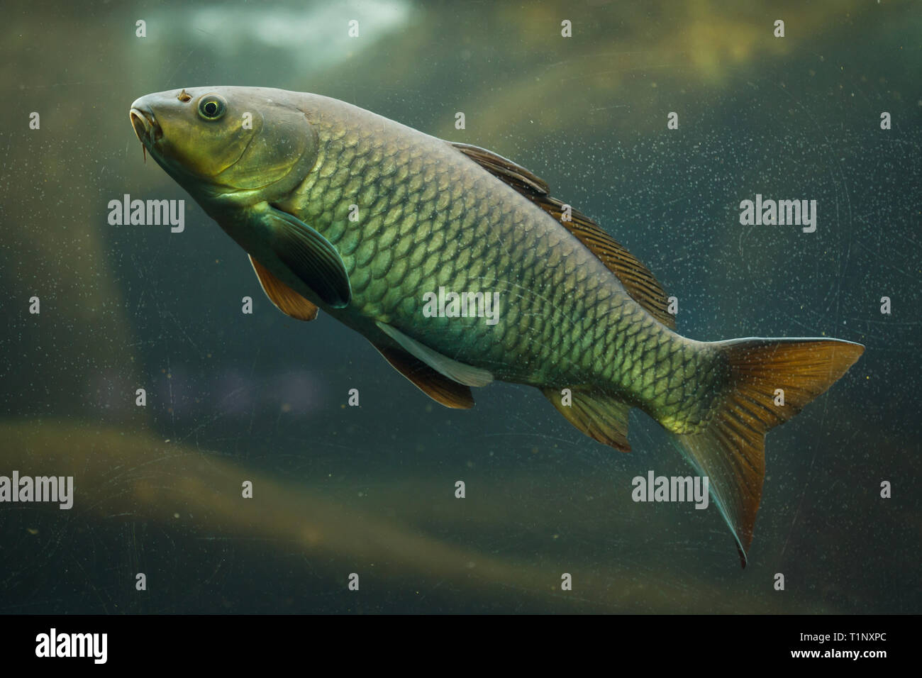 Common carp (Cyprinus carpio). Freshwater fish Stock Photo - Alamy