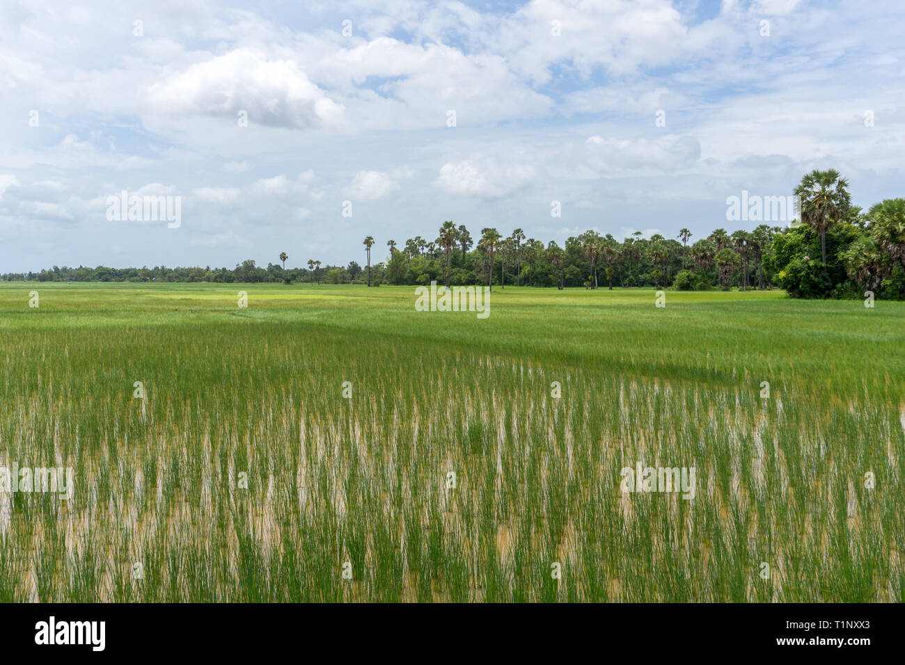 Beautiful expanse of rice fields in the Cambodian countryside Stock ...