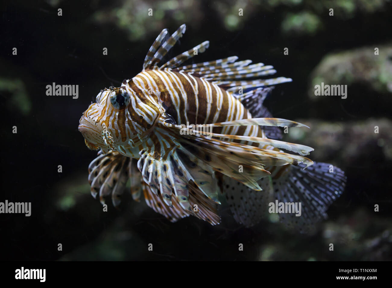 Indo pacific lionfish caribbean hi-res stock photography and images - Alamy