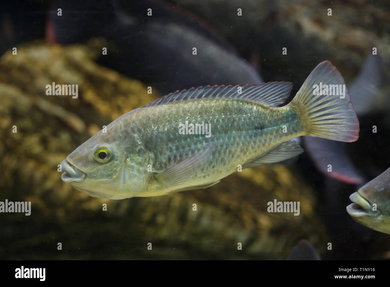 Angolan tilapia (Oreochromis angolensis). Freshwater fish Stock Photo ...