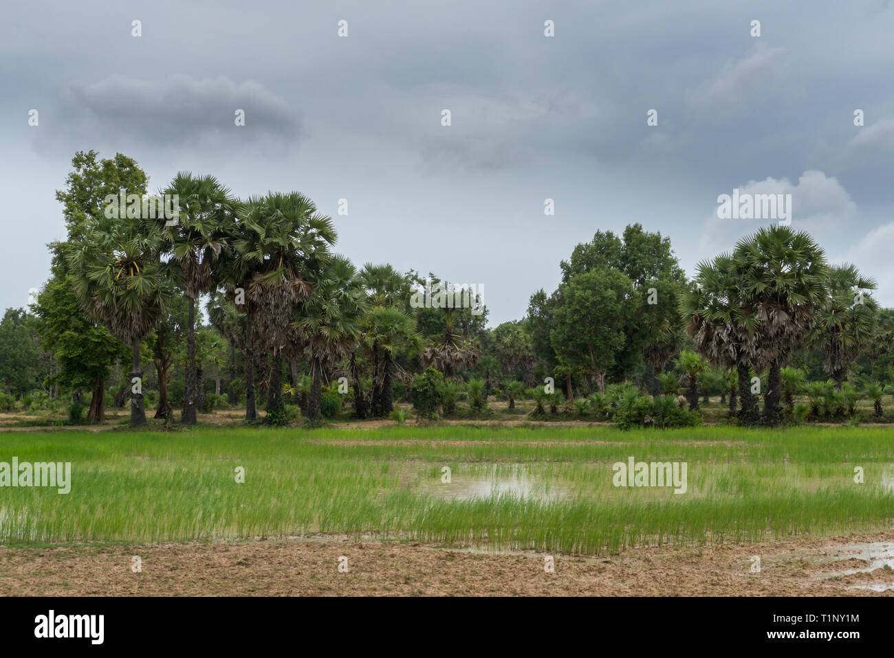 Luxuriant meadows hi-res stock photography and images - Alamy