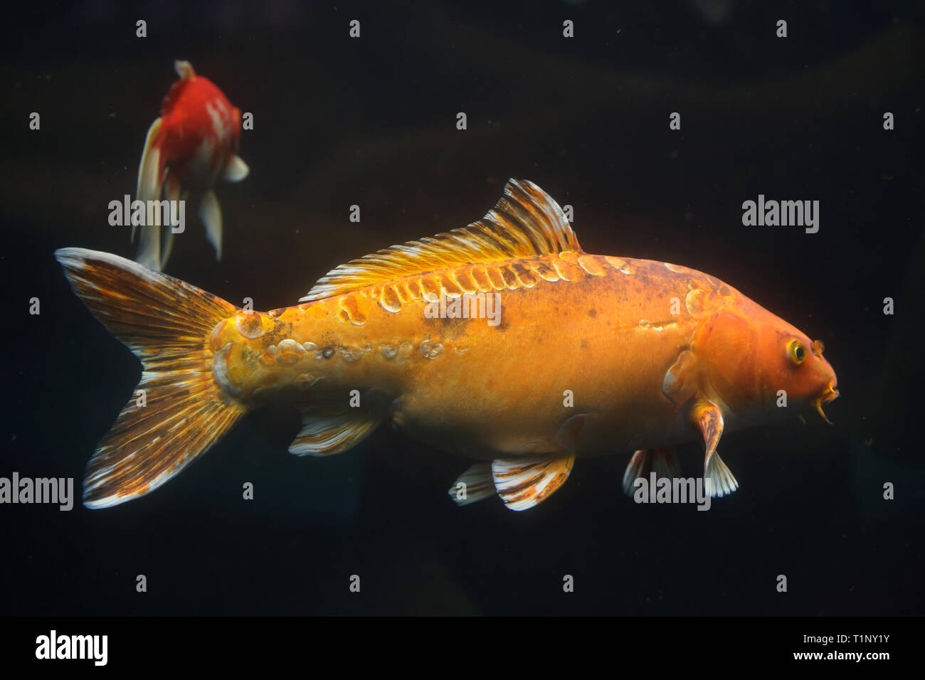 Amur carp cyprinus rubrofuscus hi-res stock photography and images - Alamy