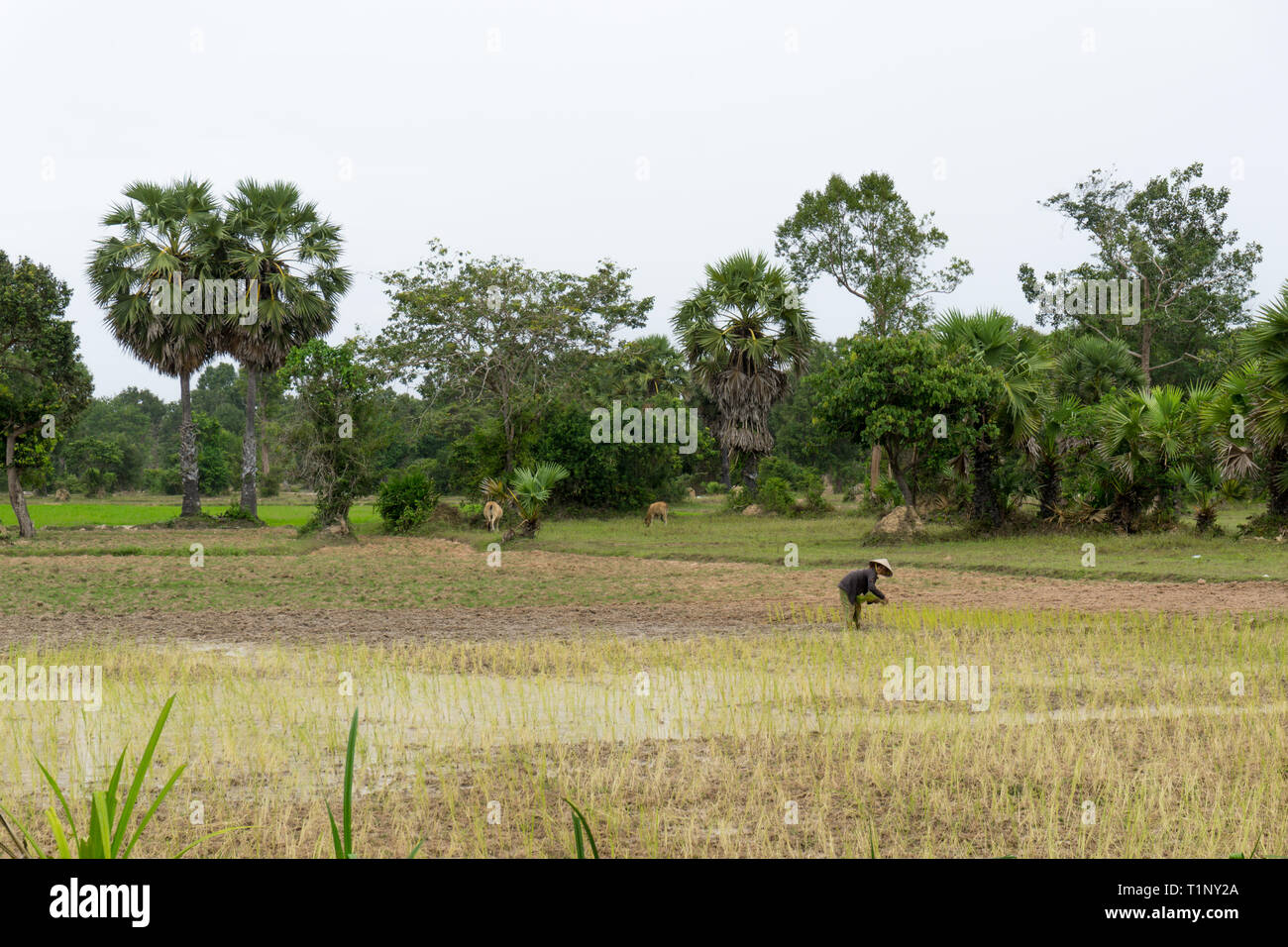 Cambodian rice farming hi-res stock photography and images - Alamy