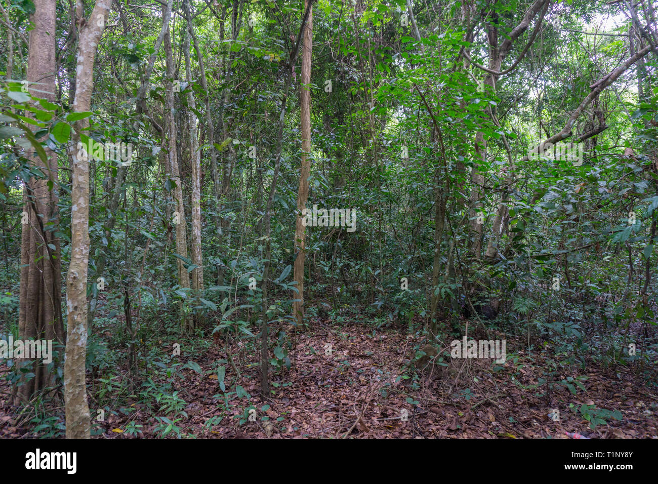 Thick jungle vegetation in southeast Asia Stock Photo - Alamy