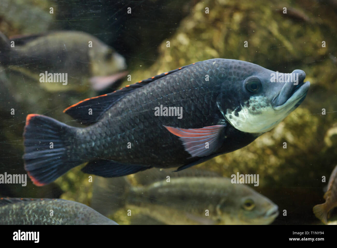 Angolan tilapia (Oreochromis angolensis). Freshwater fish Stock Photo ...