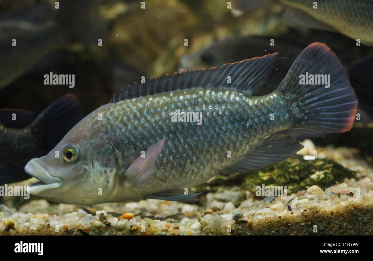 Angolan tilapia (Oreochromis angolensis). Freshwater fish Stock Photo ...