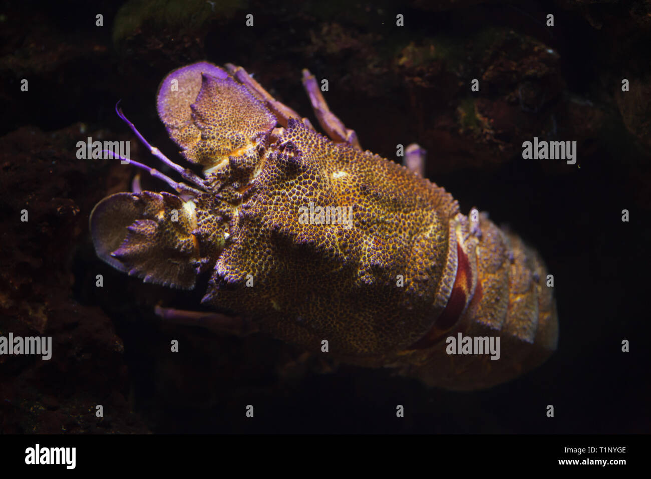 Mediterranean slipper lobster (Scyllarides latus), also known as the ...