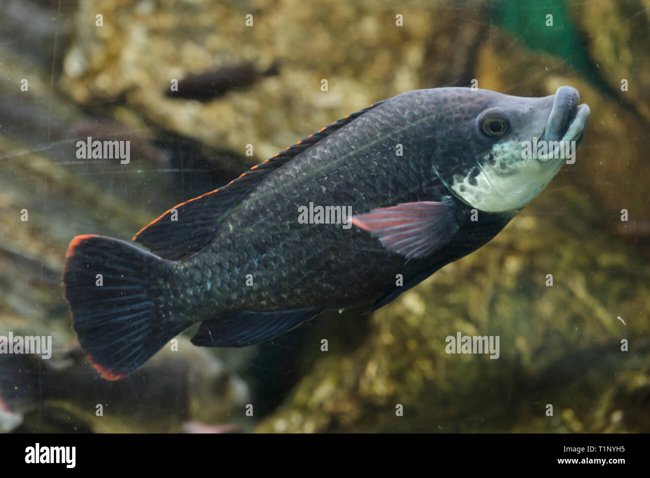 Angolan tilapia (Oreochromis angolensis). Freshwater fish Stock Photo ...