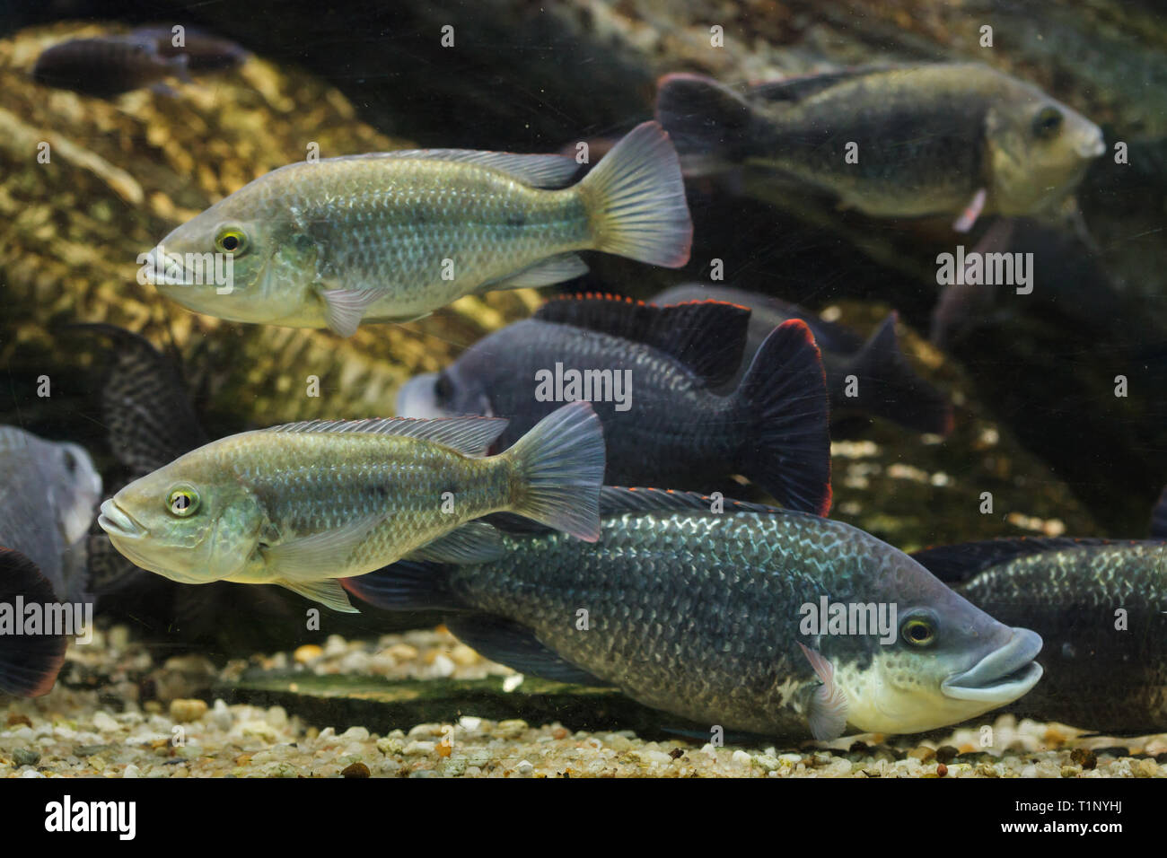 Angolan tilapia (Oreochromis angolensis). Freshwater fish Stock Photo ...