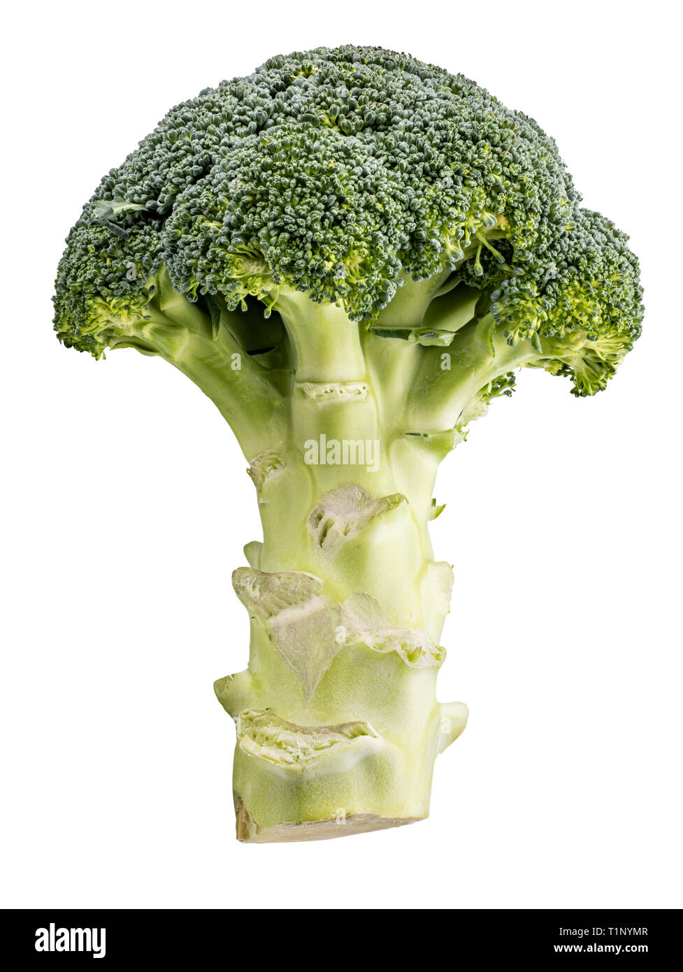 Broccoli isolated on white background Stock Photo - Alamy
