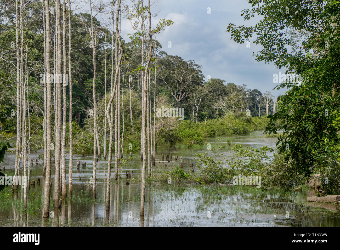 Swamp in the lush jungles of south east Asia Stock Photo - Alamy