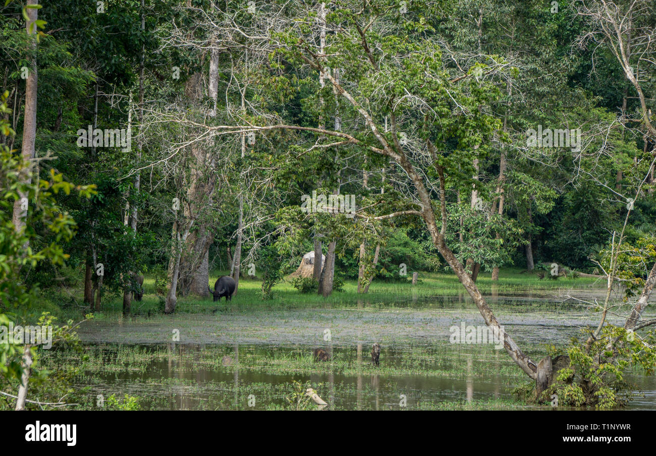 Large water buffalo on the water's edge in Cambodia Stock Photo - Alamy