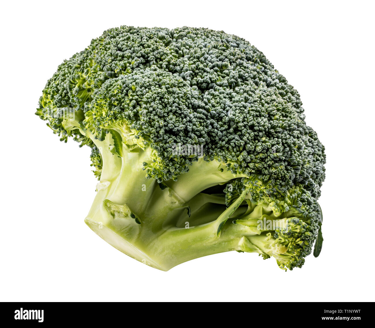 Broccoli isolated on white background Stock Photo - Alamy